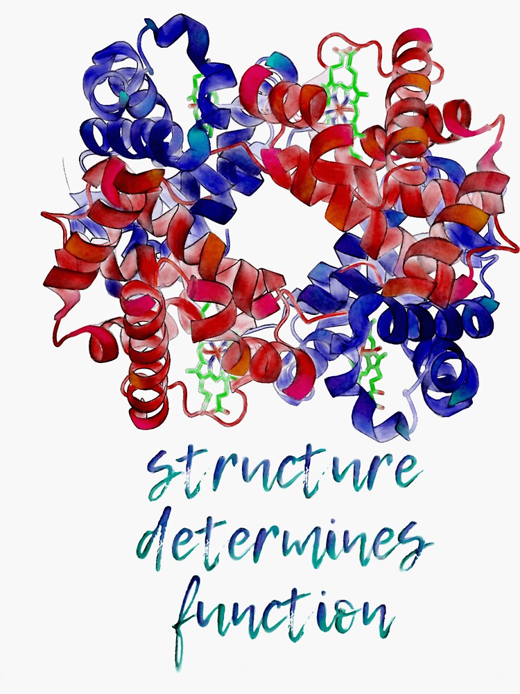 "Hemoglobin - structure determines function" Sticker for Sale by ...
