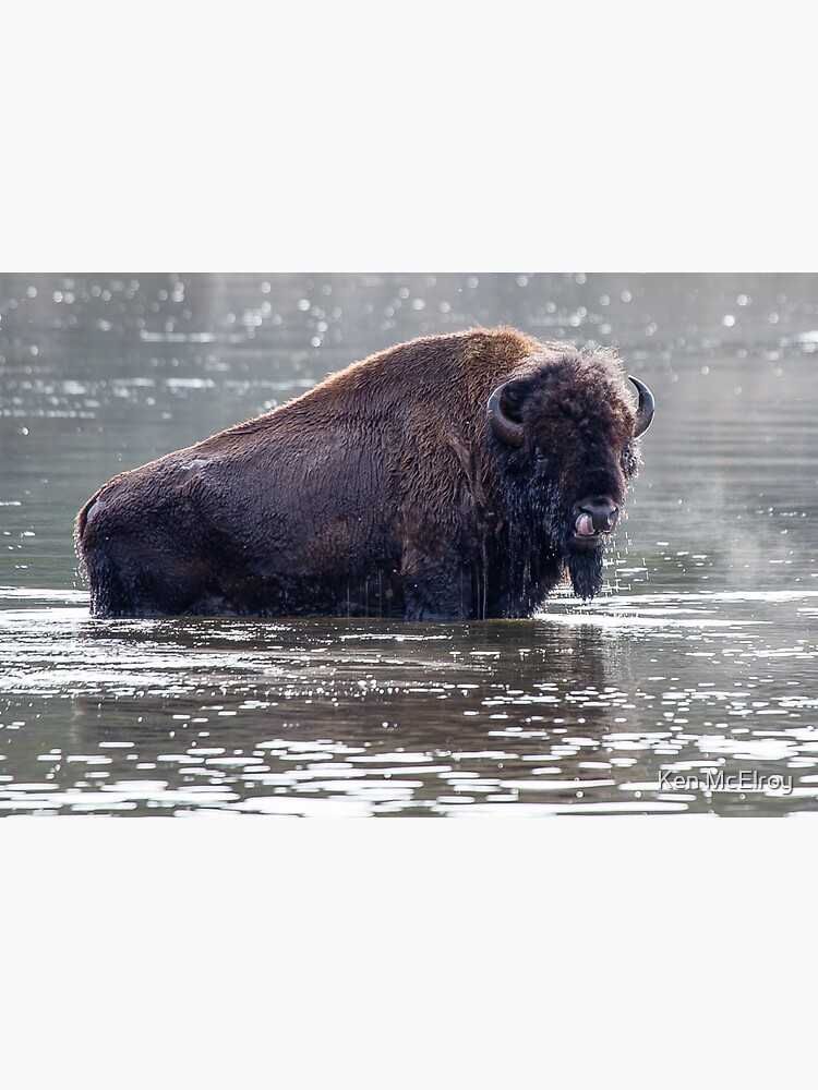 "Wet Bison Contestant" Sticker by mcvette | Redbubble