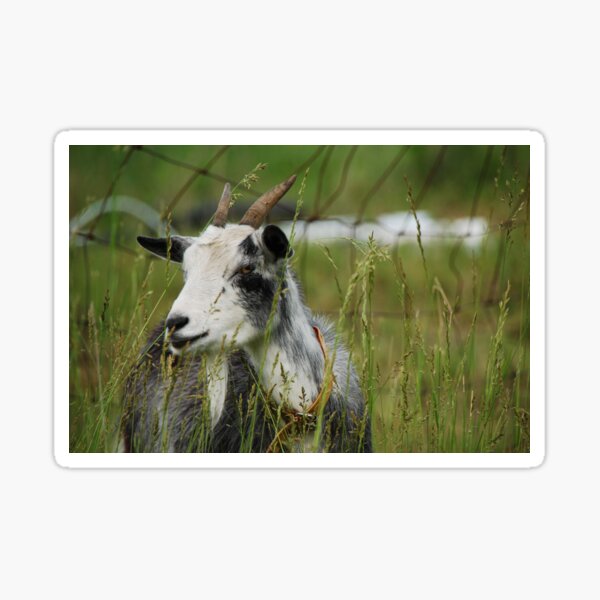 "Betsy" Sticker for Sale by mcstory | Redbubble