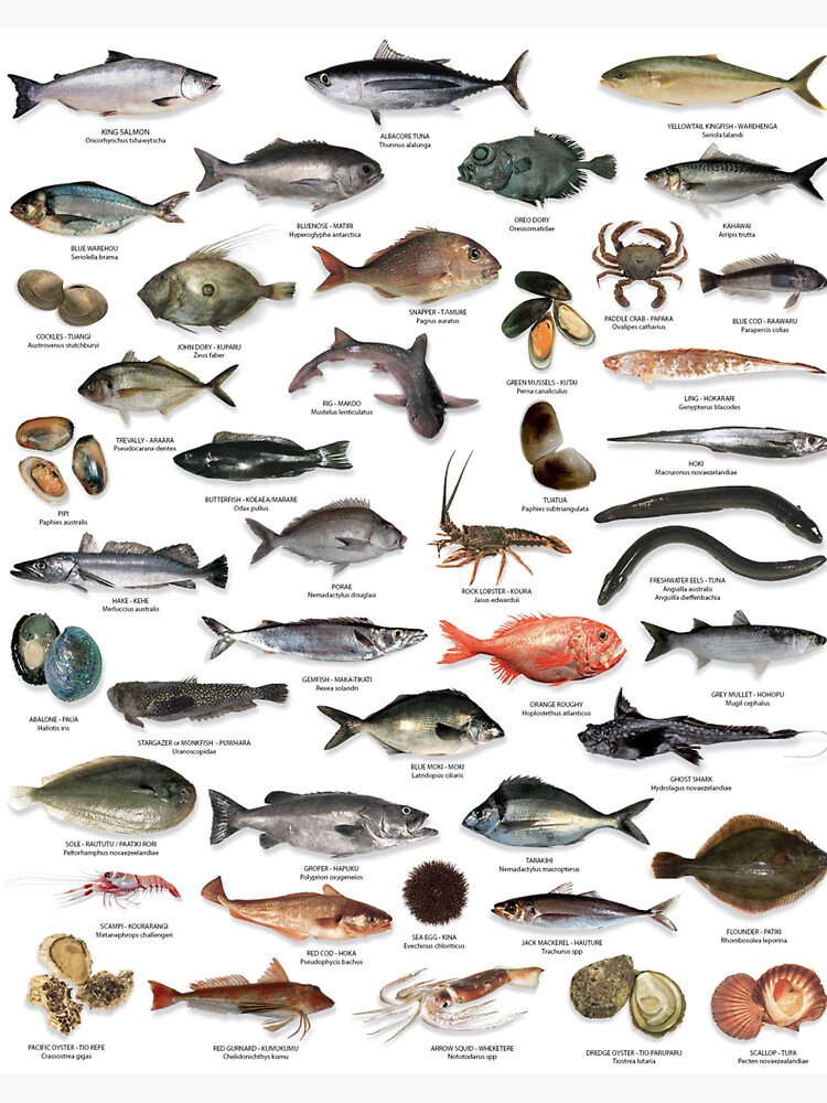 "NZ fish species " Sticker for Sale by Tehomuera | Redbubble