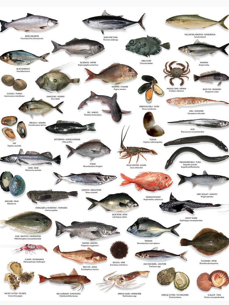 "NZ fish species " T-shirt for Sale by Tehomuera | Redbubble | fish t ...