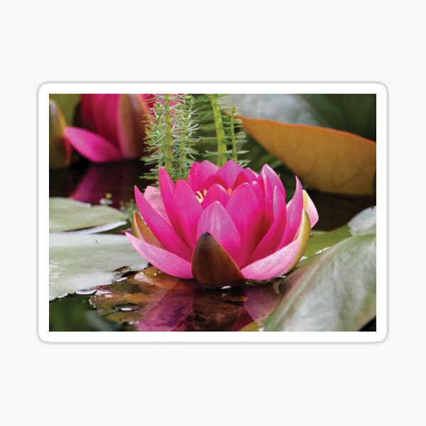 "Pink water lily" Sticker by Fresitalight11 | Redbubble