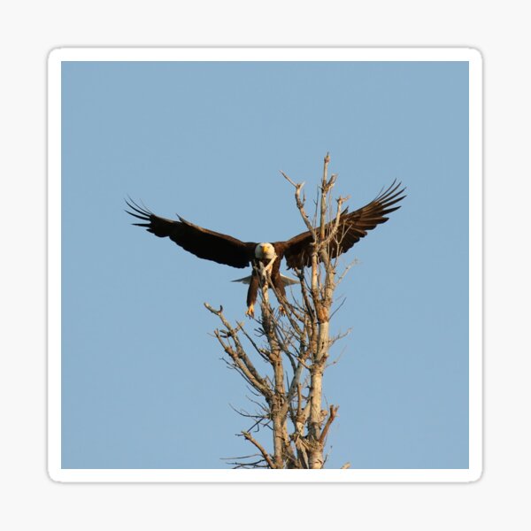 "Incoming" Sticker by locustgirl | Redbubble