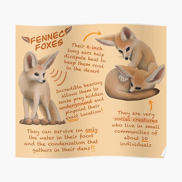 "Fennec Foxes Fun Facts" Poster for Sale by troyanthonyart | Redbubble