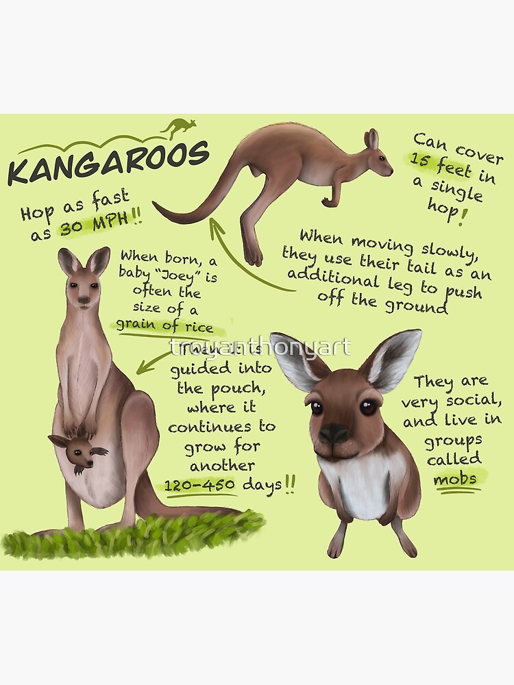 Kangaroo Facts For Kids