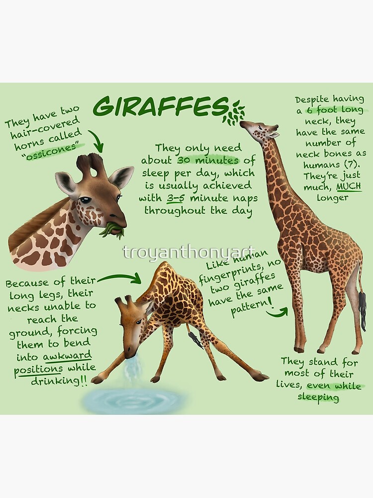"Giraffes Fun Facts" Poster for Sale by troyanthonyart | Redbubble