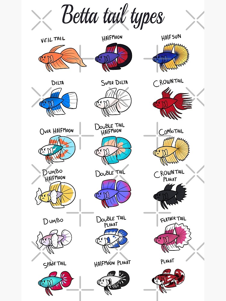 "Betta tail types ( color )" Photographic Print for Sale by SoloSammich ...