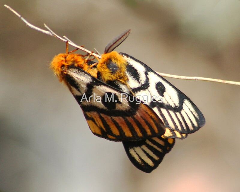 "Western Sheep Moth" by Arla Ruggles | Redbubble