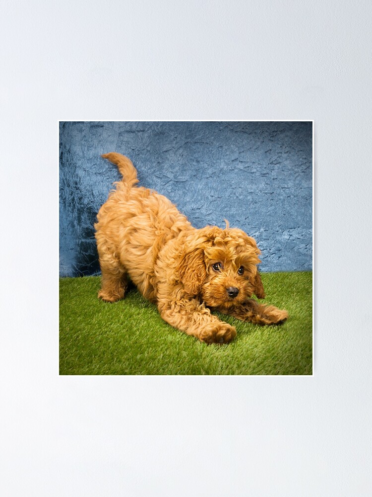 "Cockapoo" Poster for Sale by angieanguk | Redbubble