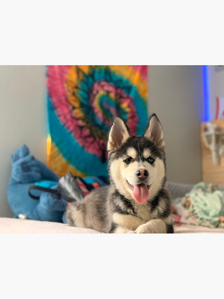 "shiloh" Sticker for Sale by baileepence | Redbubble