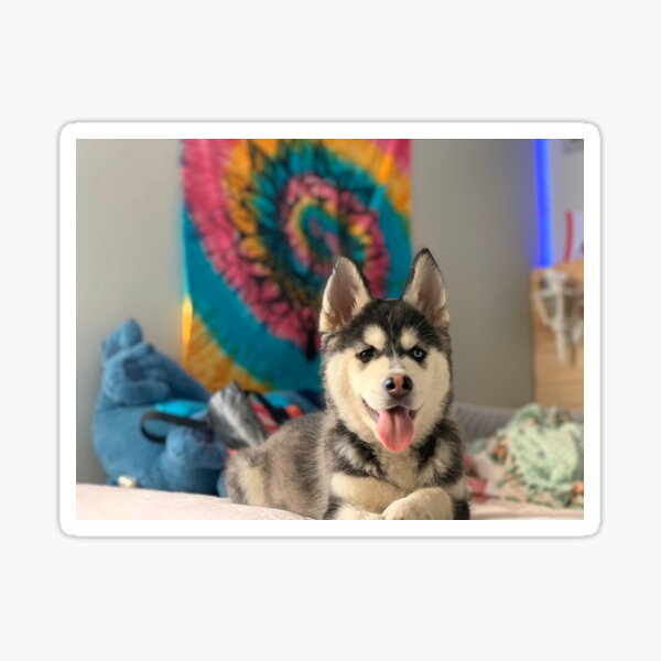 "shiloh" Sticker for Sale by baileepence | Redbubble