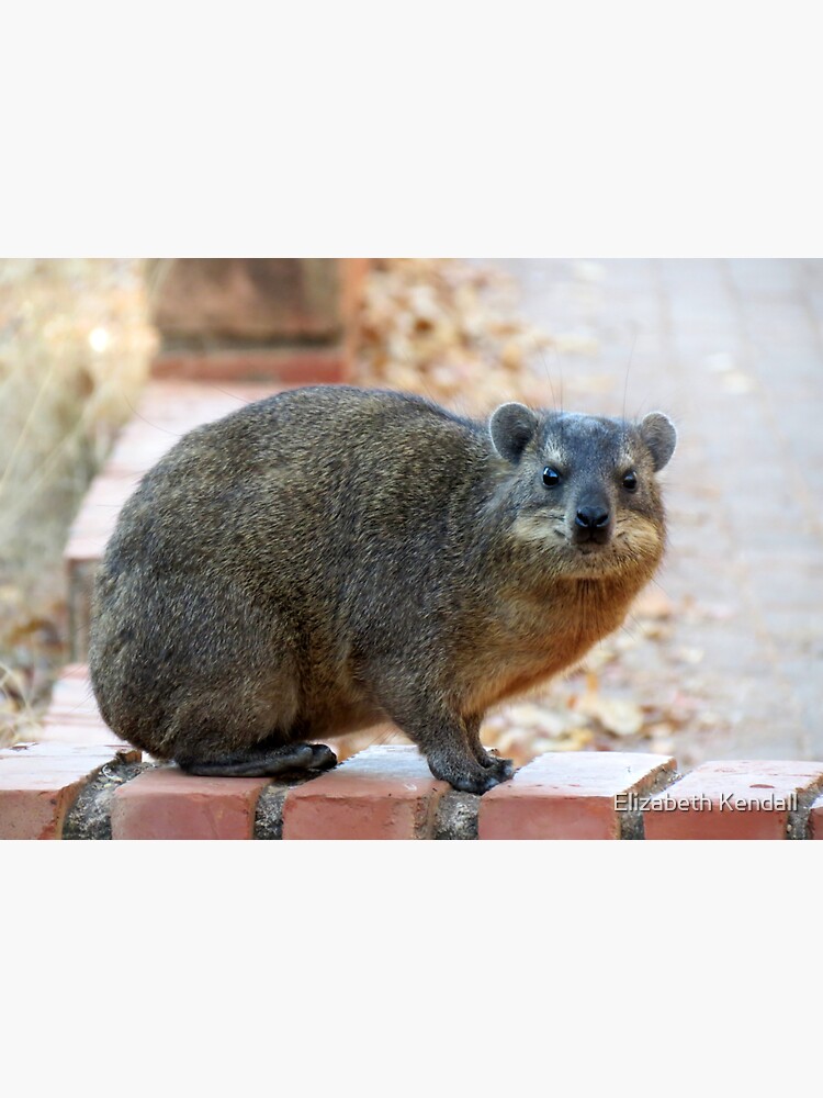 "Dassie / Rock hyrax" Sticker for Sale by Happyart | Redbubble