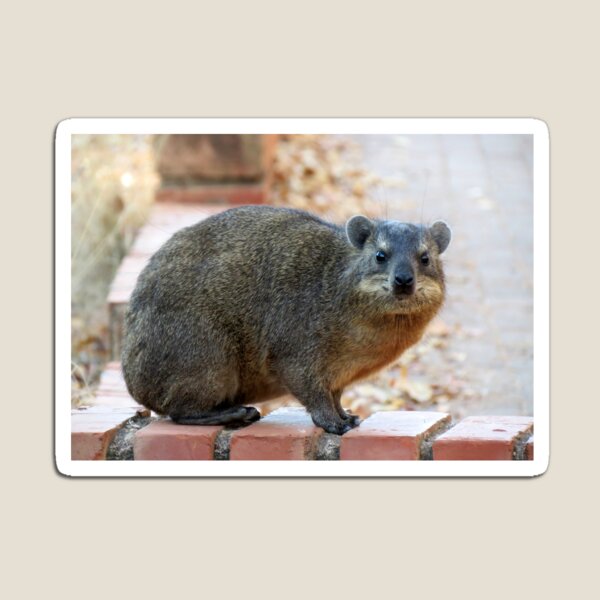 Rock Hyrax Gifts & Merchandise | Redbubble