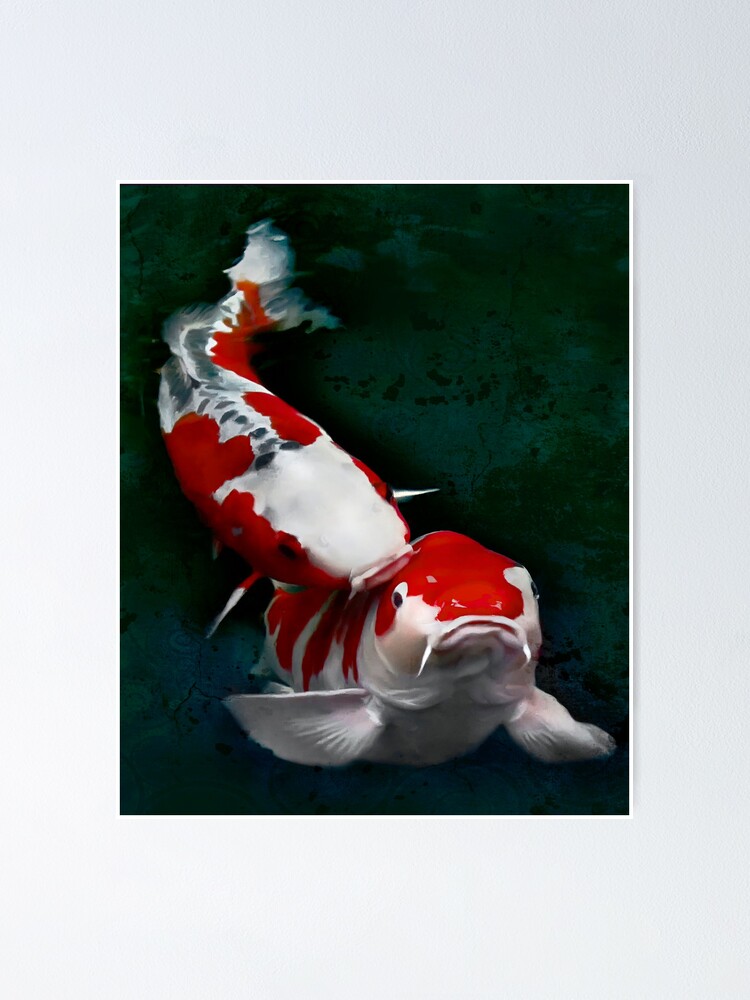 "Koi fish kissing" Poster for Sale by rubinphoto | Redbubble