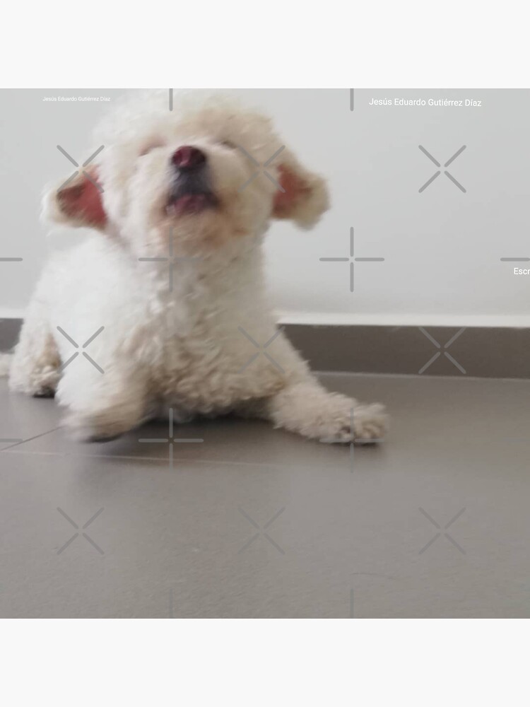 "Photo - Dogs - Dog Breeds - Maltese, Malthese - Toby - My Toby - 5 - 1 ...