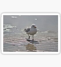 Seagull: Stickers | Redbubble