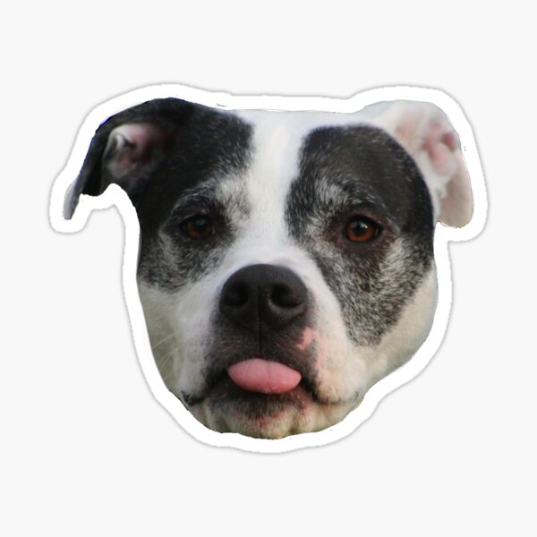 "pitbull mix rayni" Sticker by finched | Redbubble
