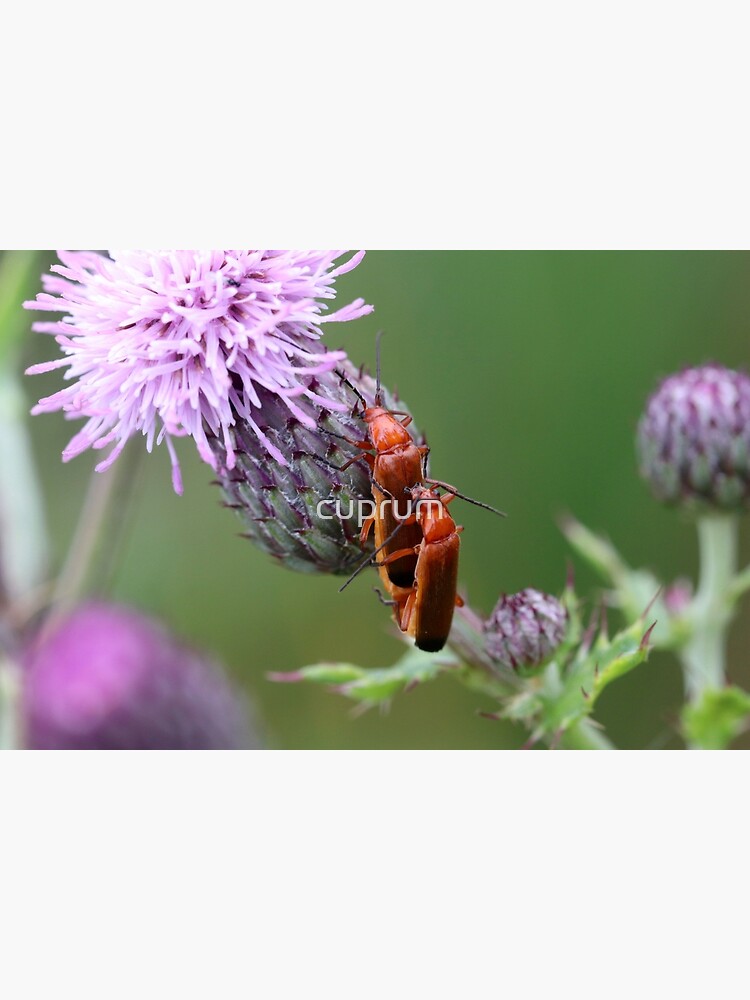 "Hang on Baby, Almost There!" Poster for Sale by cuprum | Redbubble