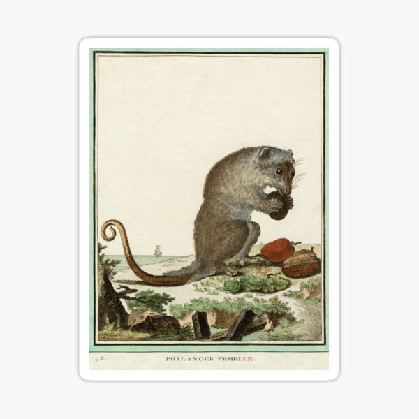 "Feasting female possum by French artist in 1780" Sticker for Sale by ...
