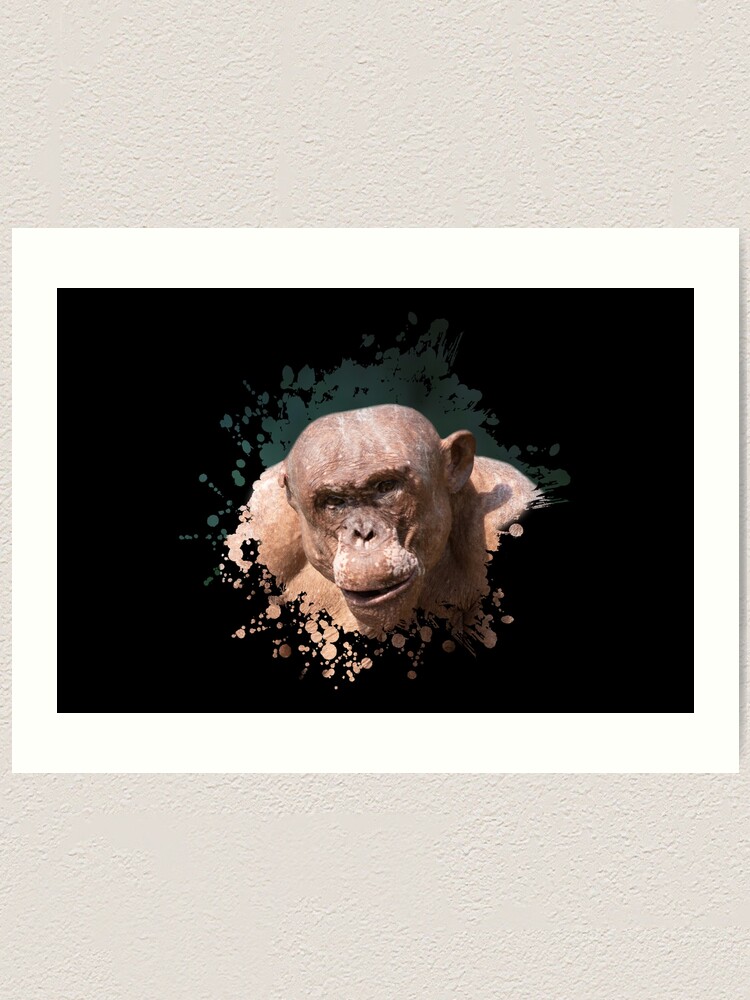 Lámina artística « es el chimpancé musculoso y sin pelo del zoológico ...