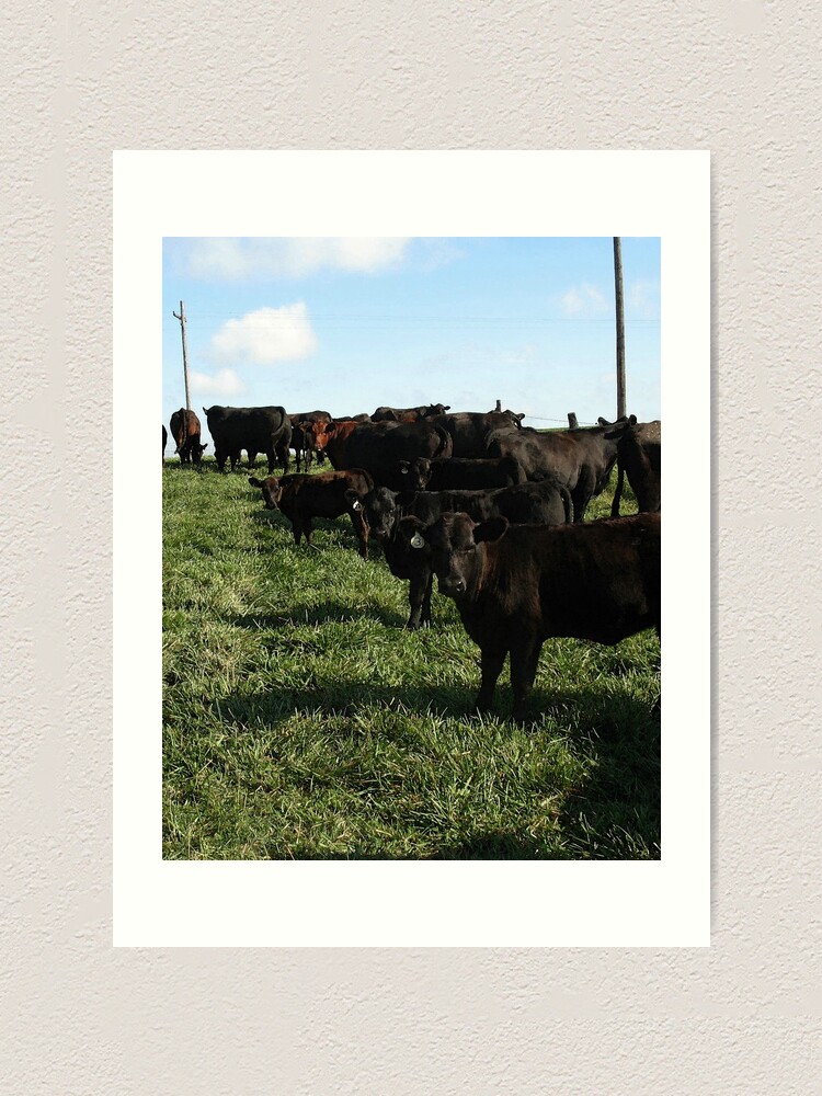 "Angus Cattle Calves Farm Poster, Print & Card" Art Print by ...