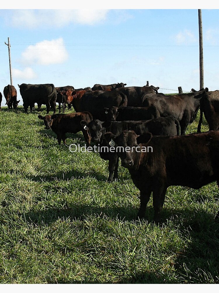 "Angus Cattle Calves Farm Poster, Print & Card" Art Print by ...