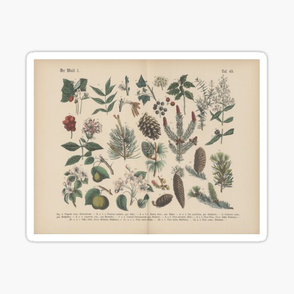 "Vintage botanical illustration" Sticker by ocd-dot | Redbubble