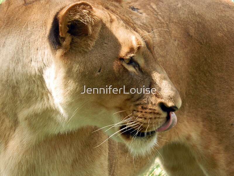 "Beautiful lioness" by JenniferLouise | Redbubble