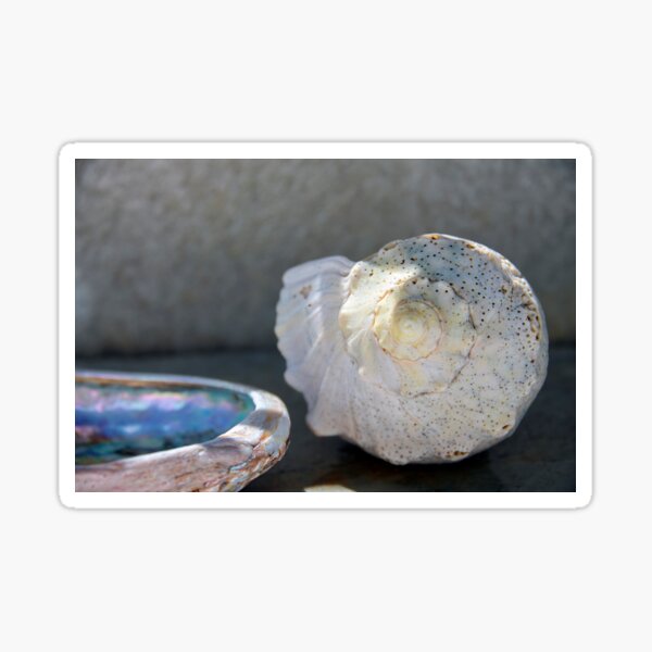 "Spiral Seashell And Abalone" Sticker for Sale by ElenaRay | Redbubble