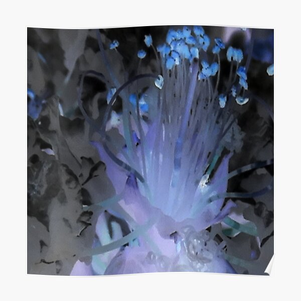 "Audrey Junior In Lock Down 06/18/20 15:18" Poster by Cabanabearly1 ...