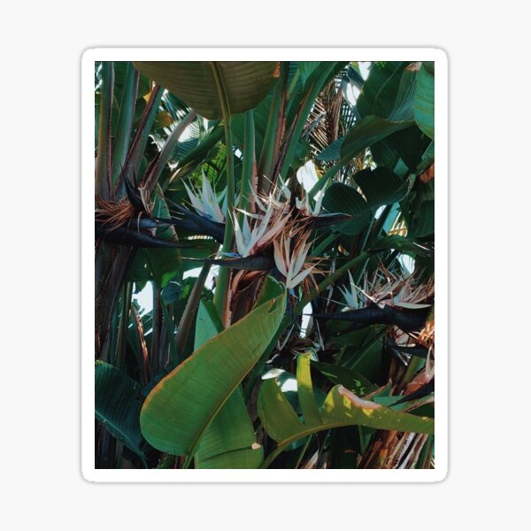 "Strelitzia nicolai birds of paradise" Sticker for Sale by unicornmia ...