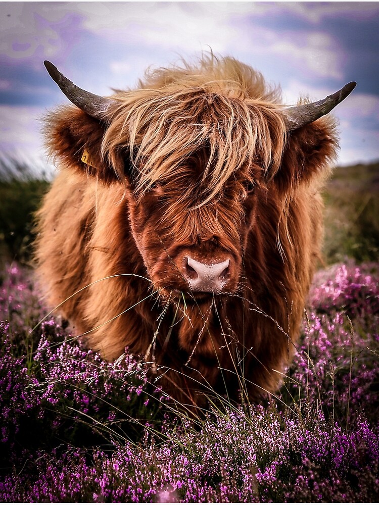 "Highland Cow in the Heather" Poster by rozlomas | Redbubble