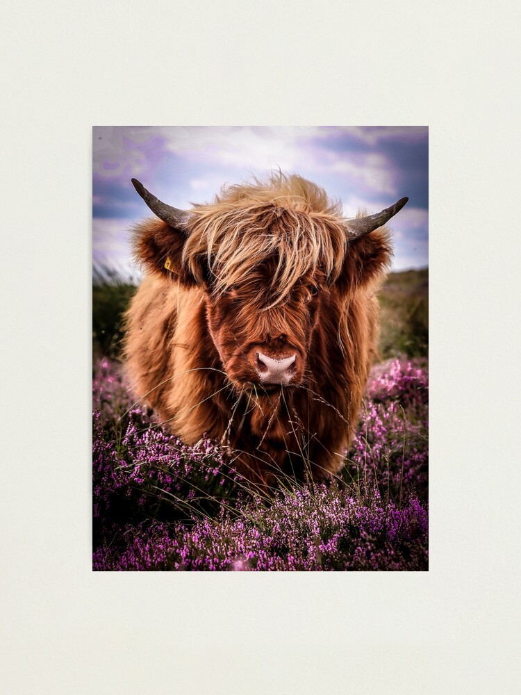 "Highland Cow in the Heather" Photographic Print by rozlomas | Redbubble