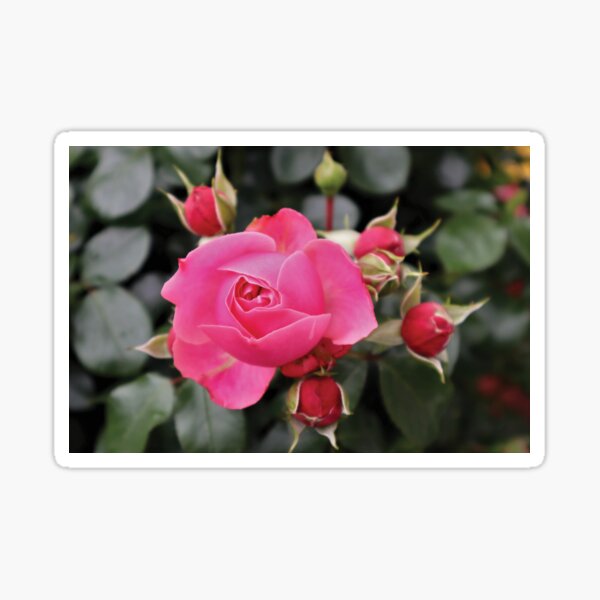 "Rose buds" Sticker for Sale by Fresitalight11 | Redbubble