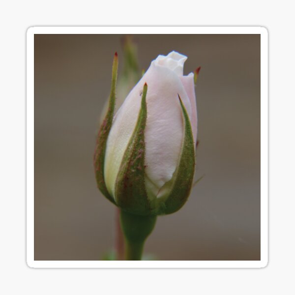 "White rose bud" Sticker for Sale by Fresitalight11 | Redbubble