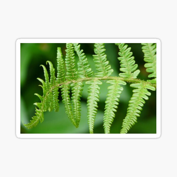 "Fern" Sticker by Kjwg | Redbubble