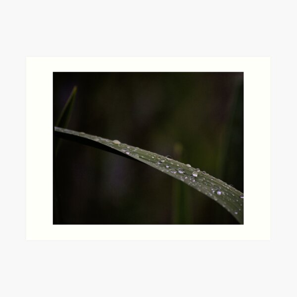 "Spring Rain." Art Print for Sale by littlefeebe | Redbubble