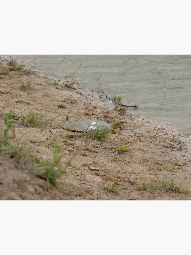 "Spiny Softshell Turtle (Apalone spinifera) Basking" Sticker for Sale ...