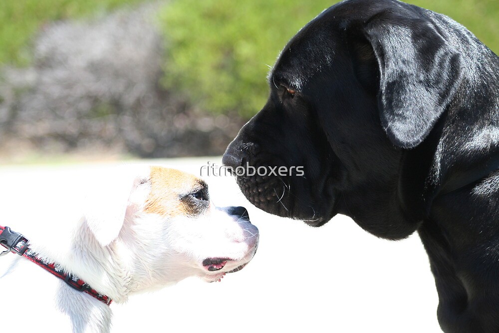 "Boxer and Tosa Inu meet" by ritmoboxers | Redbubble