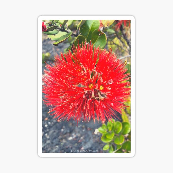 Ohia Lehua Stickers | Redbubble