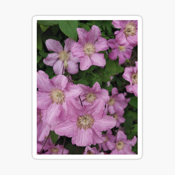 "Clematis" Sticker for Sale by Drgnfly4free | Redbubble