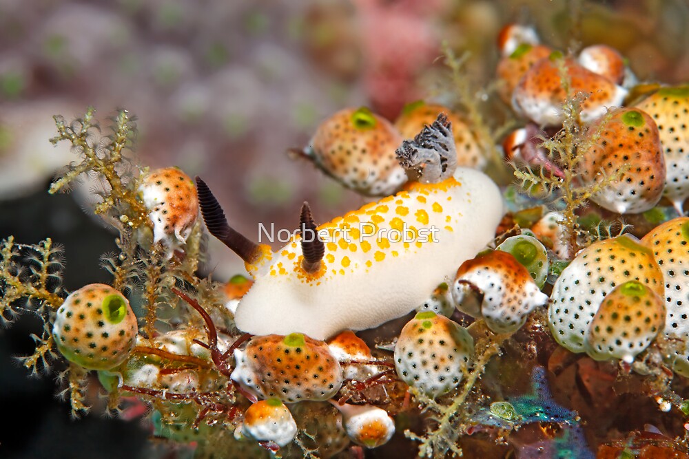 "Nudis Paradise" by Norbert Probst | Redbubble