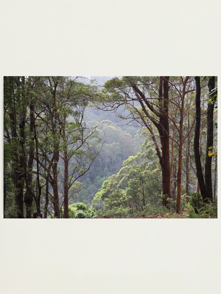 "Australian Bush, Tallebudgera Valley, SE QLD." Fotodruck von ...