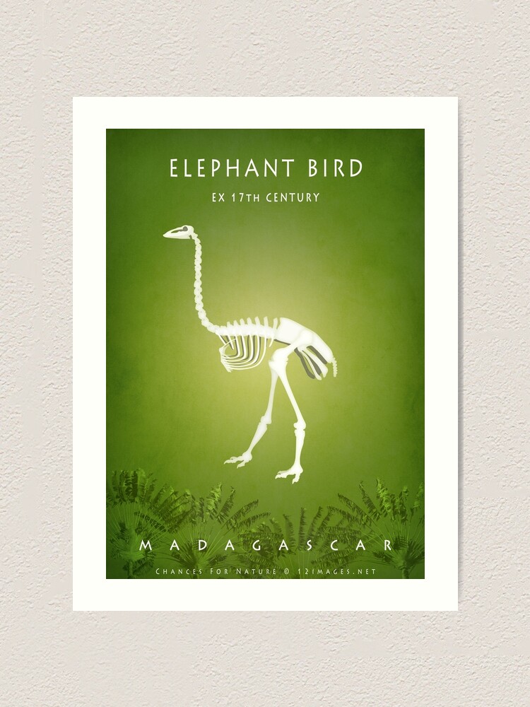 Elephant Bird Madagascar