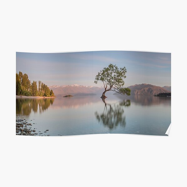 "Lake Wanaka Tree" Poster for Sale by CrackerCampbell | Redbubble