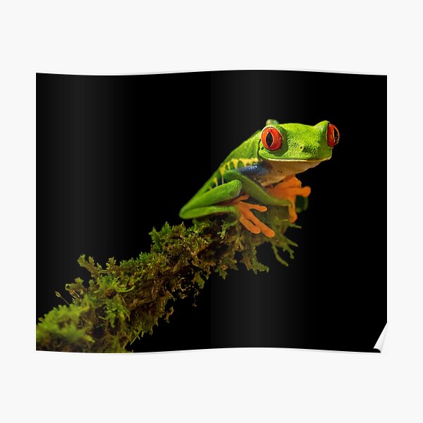 "Poison dart frog" Poster for Sale by basfellinger | Redbubble