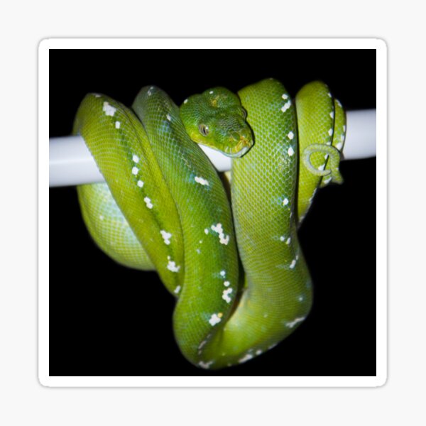 ""Hanging Out" Green tree python" Sticker for Sale by MoroFenrir ...