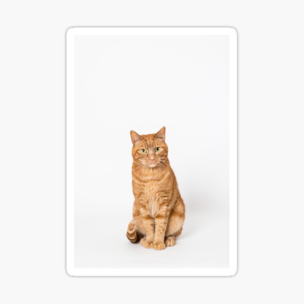 "Ginger cat." Sticker by Penel | Redbubble