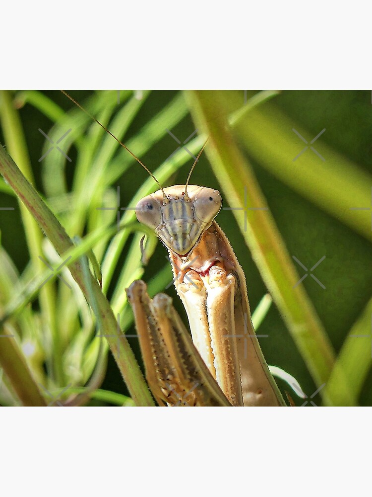 "Praying Mantis" Throw Blanket for Sale by FrankieCat | Redbubble