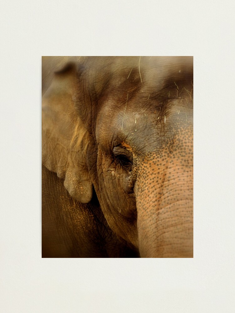 Impression photo « Pachyderme », par artisandelimage | Redbubble